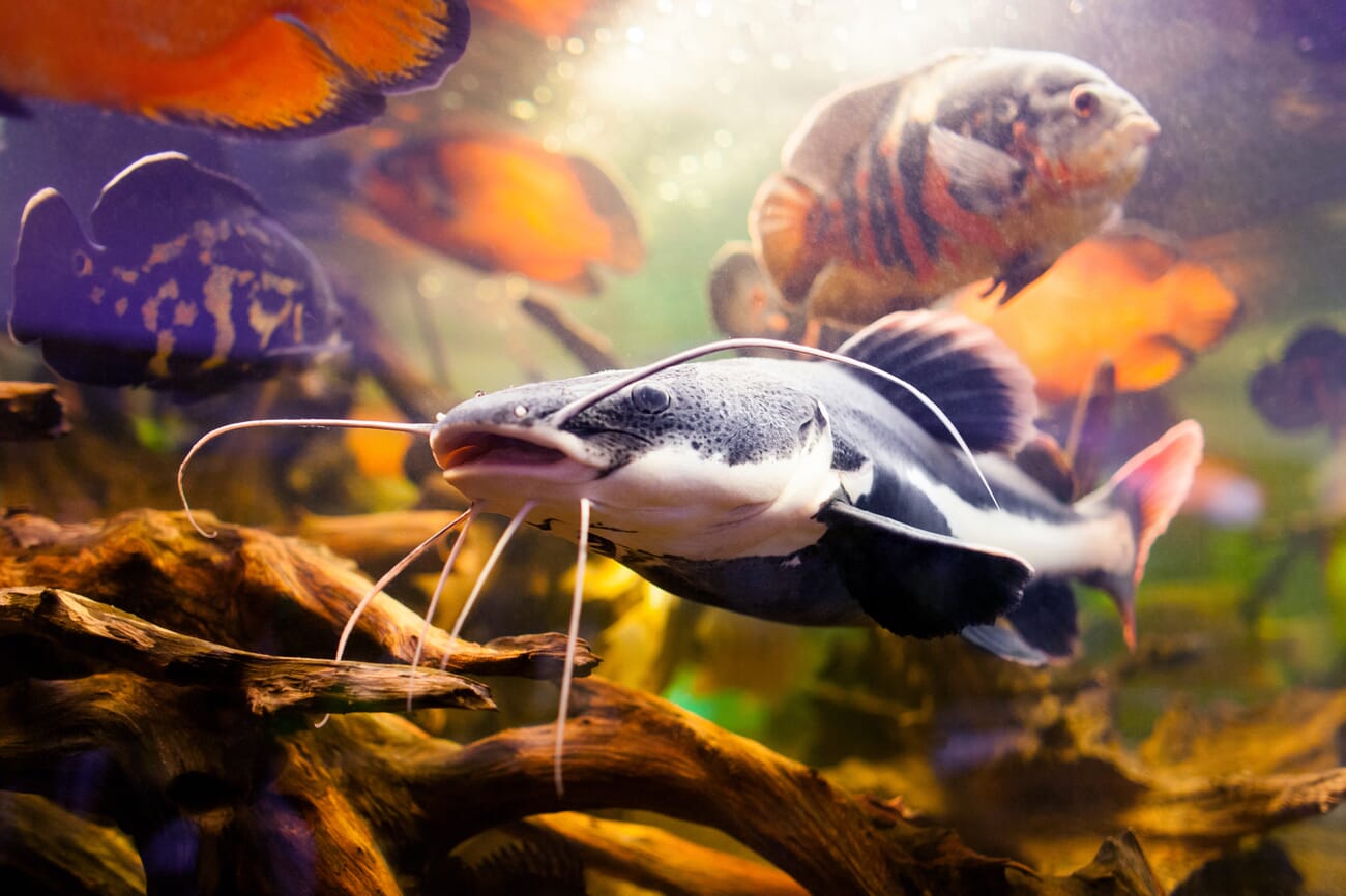 The rise and rise of global catfish culture | The Fish Site