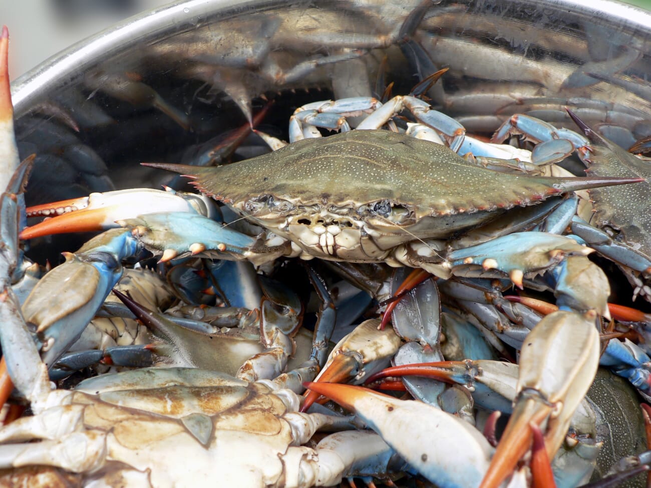 Crab shells form a key component of a new sustainable battery | The ...