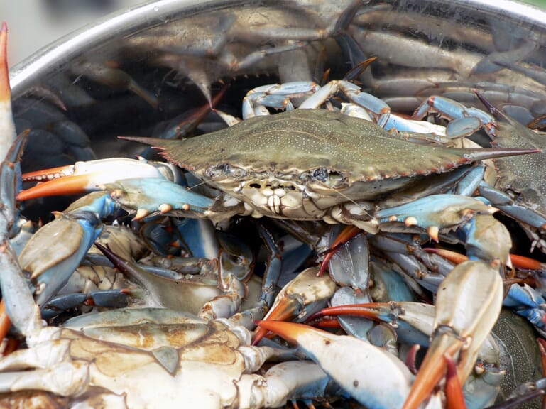 UK launches first decapod crustacean welfare benchmark | The Fish Site