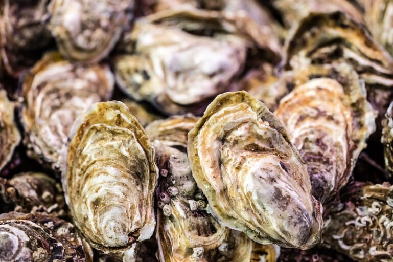 Bringing bivalve aquaculture out of its shell | The Fish Site