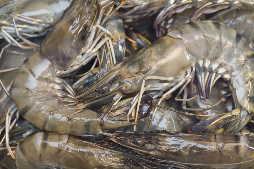Dutch deal to boost Bangladeshi shrimp production | The Fish Site