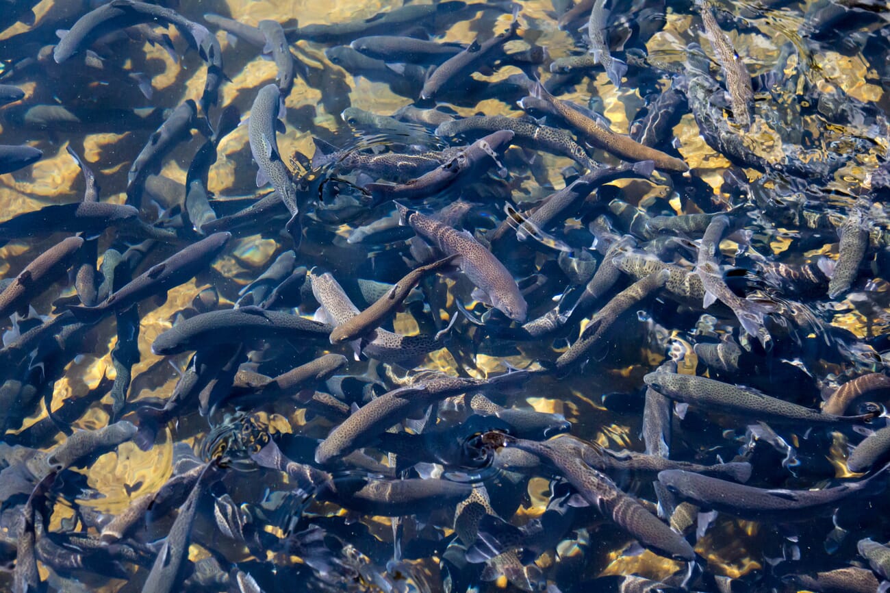EU aquaculture guidelines gain EATiP's approval | The Fish Site