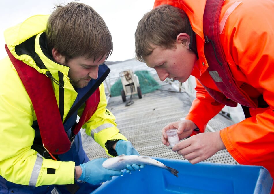 Pharmaq acquires Fish Vet Group for £14 million | The Fish Site