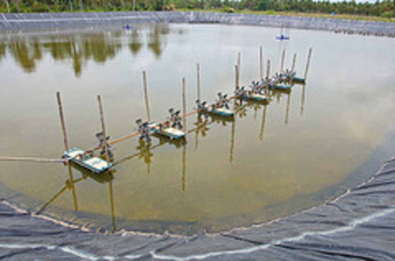 Water quality: a priority for successful aquaculture | The Fish Site