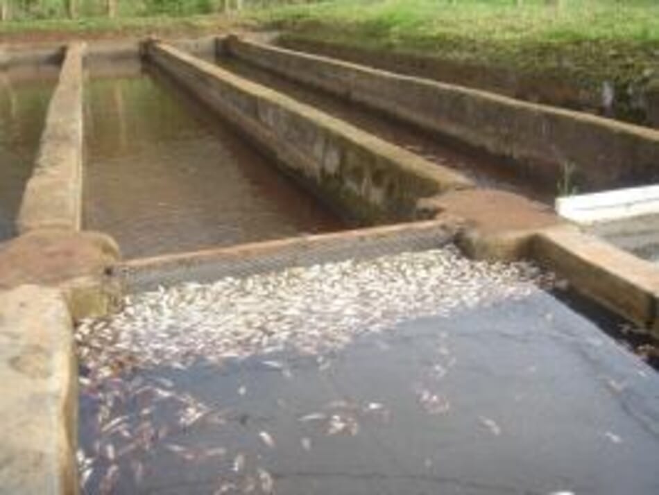 How to achieve good water quality management in aquaculture | The Fish Site