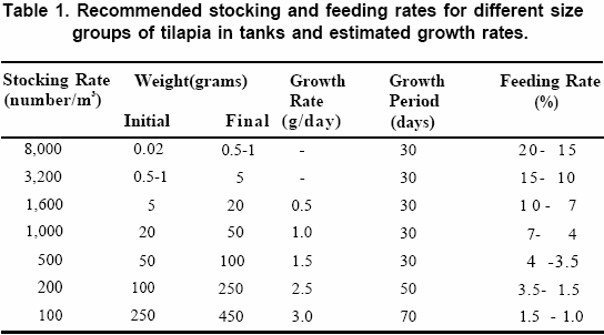 Tank culture of tilapia | The Fish Site