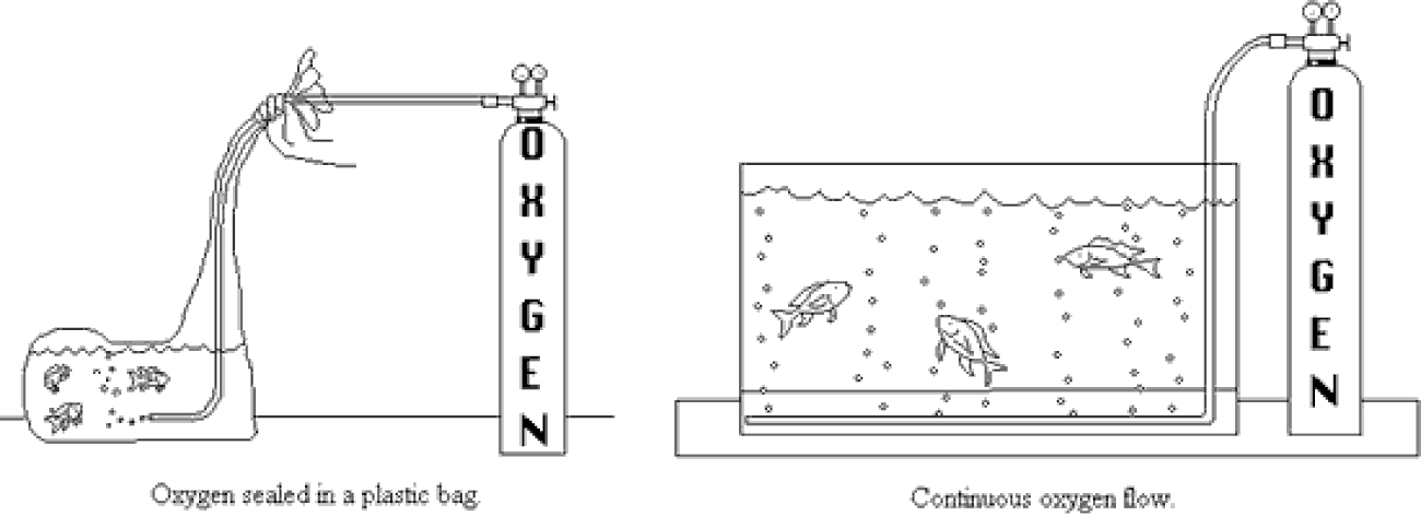 Transporting fish | The Fish Site