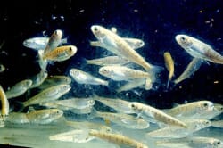 New study shows transgenic salmon outperform their selectively bred ...
