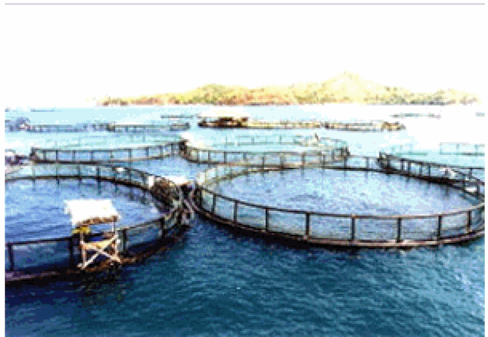 How to farm milkfish (Chanos Chanos) | The Fish Site