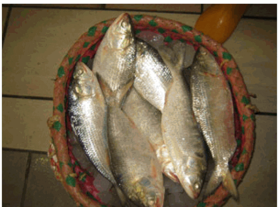 How to farm milkfish (Chanos Chanos) | The Fish Site