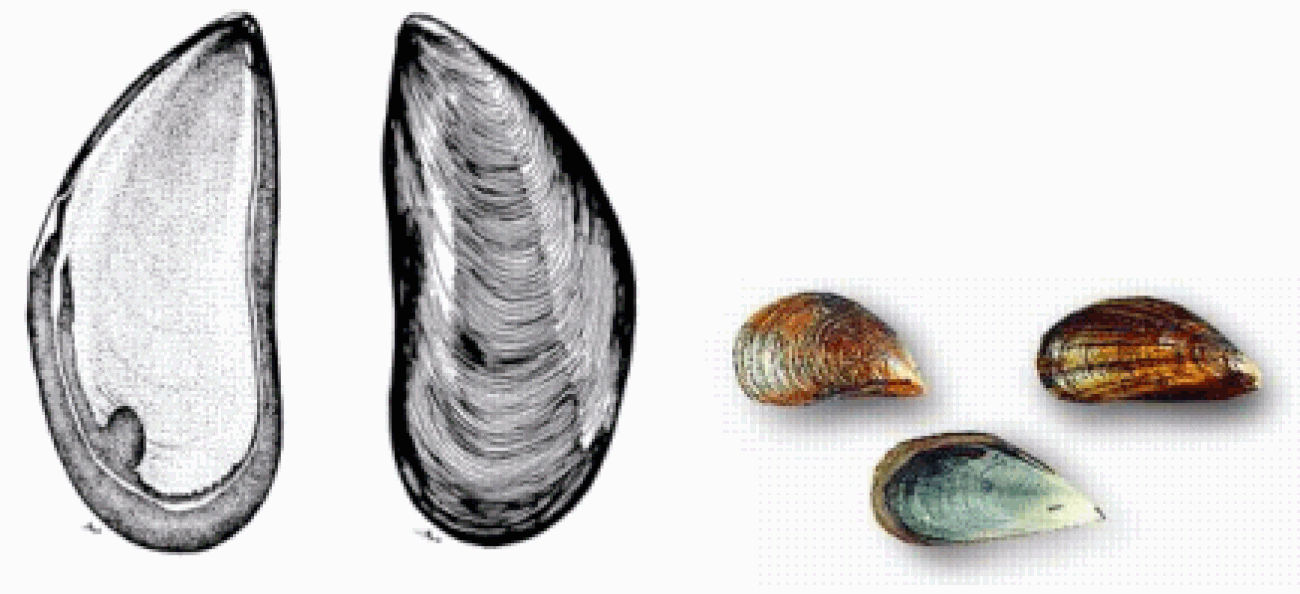 How to farm blue mussels | The Fish Site