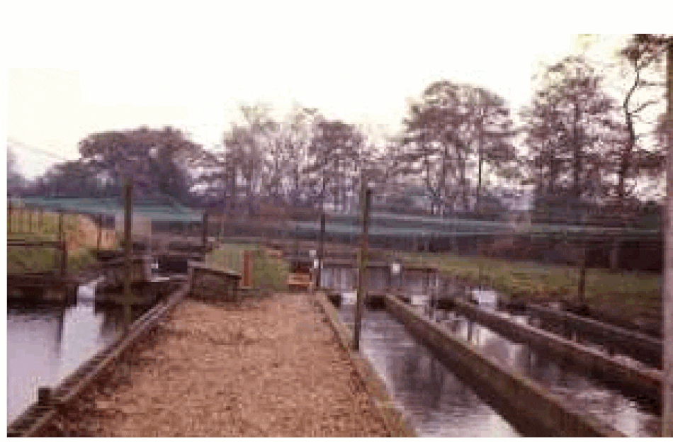 How to farm rainbow trout | The Fish Site