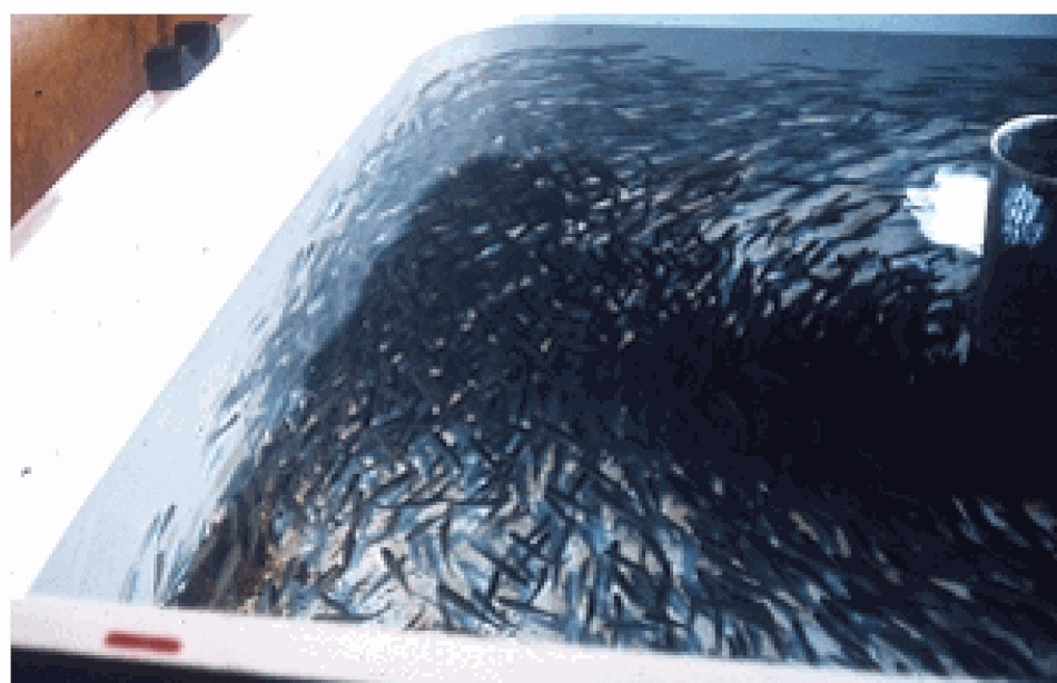 How to farm rainbow trout | The Fish Site