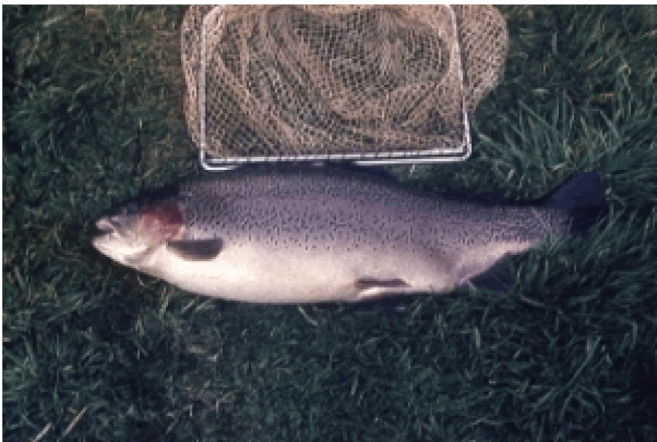 How to farm rainbow trout | The Fish Site