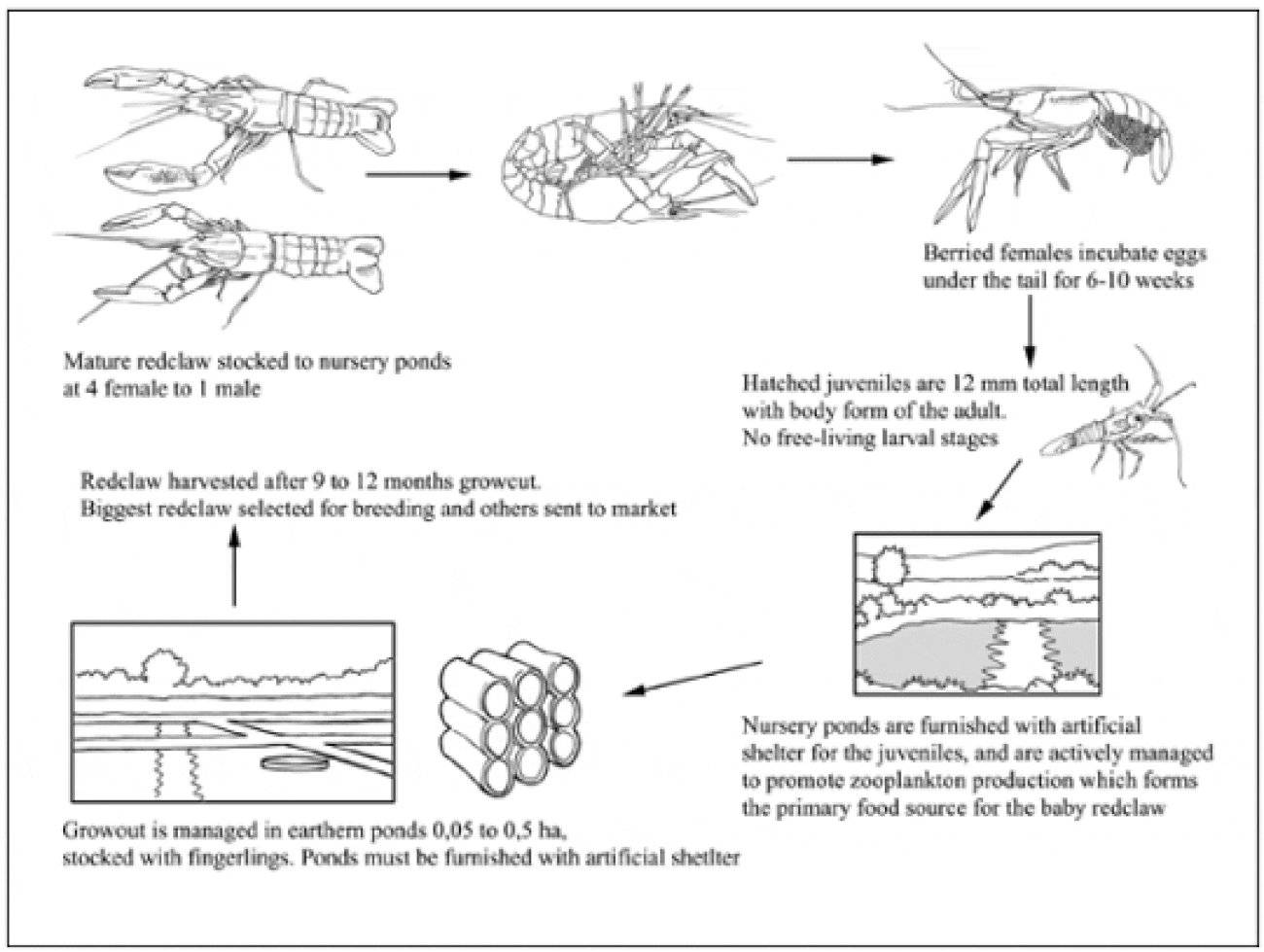How to farm red claw crayfish | The Fish Site