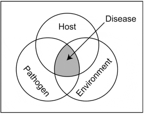 An introduction to fish health management | The Fish Site