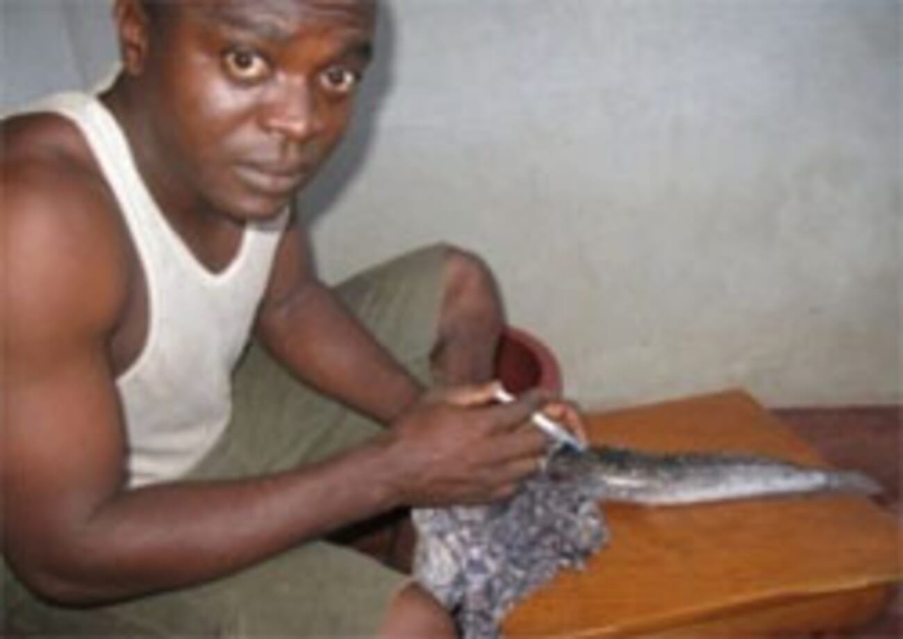 19 steps to efficient African catfish breeding | The Fish Site