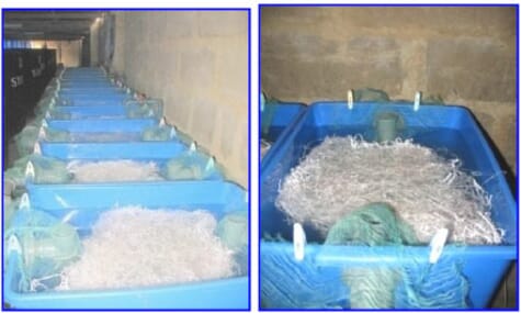 19 steps to efficient African catfish breeding | The Fish Site