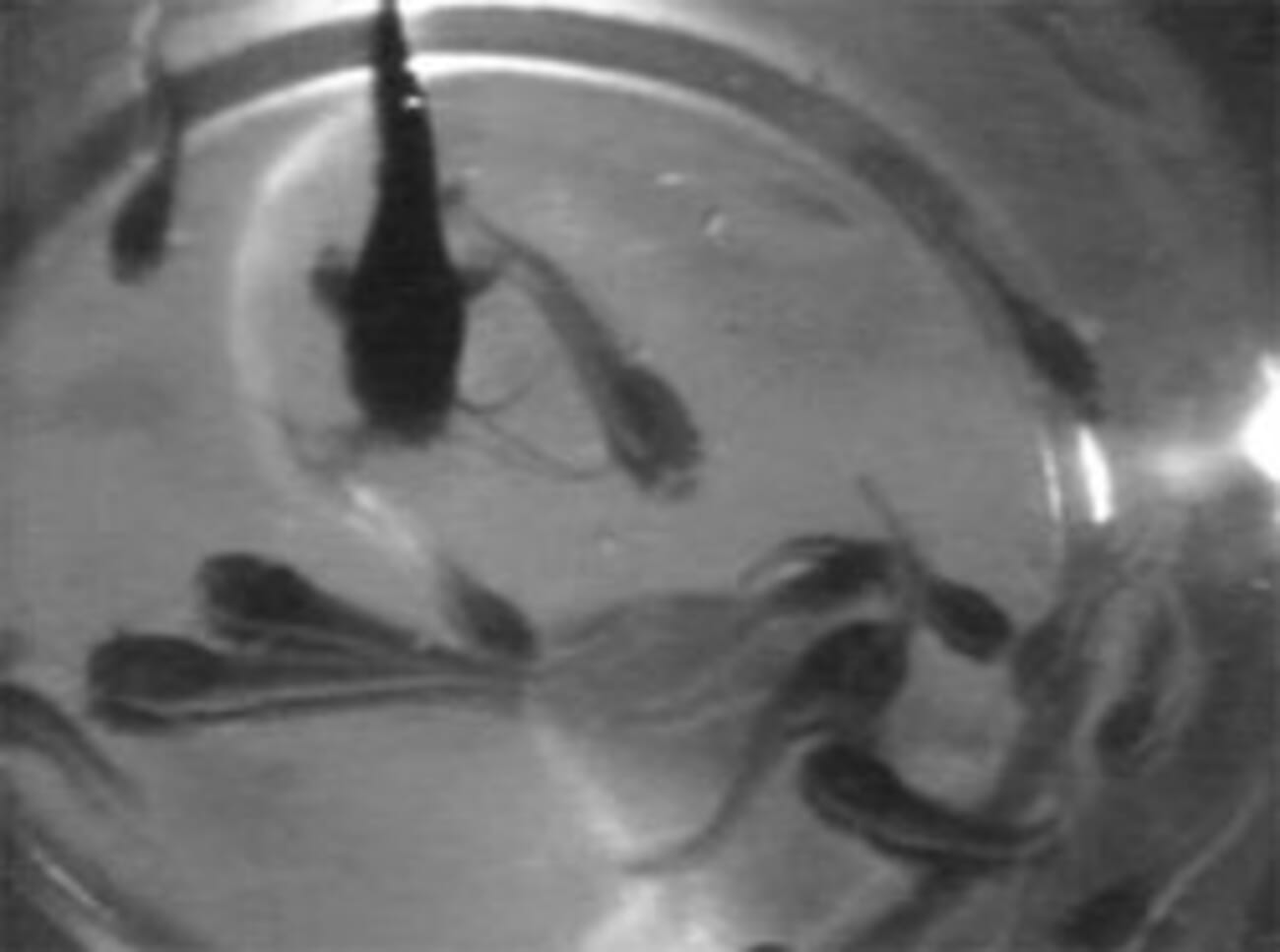 19 steps to efficient African catfish breeding | The Fish Site