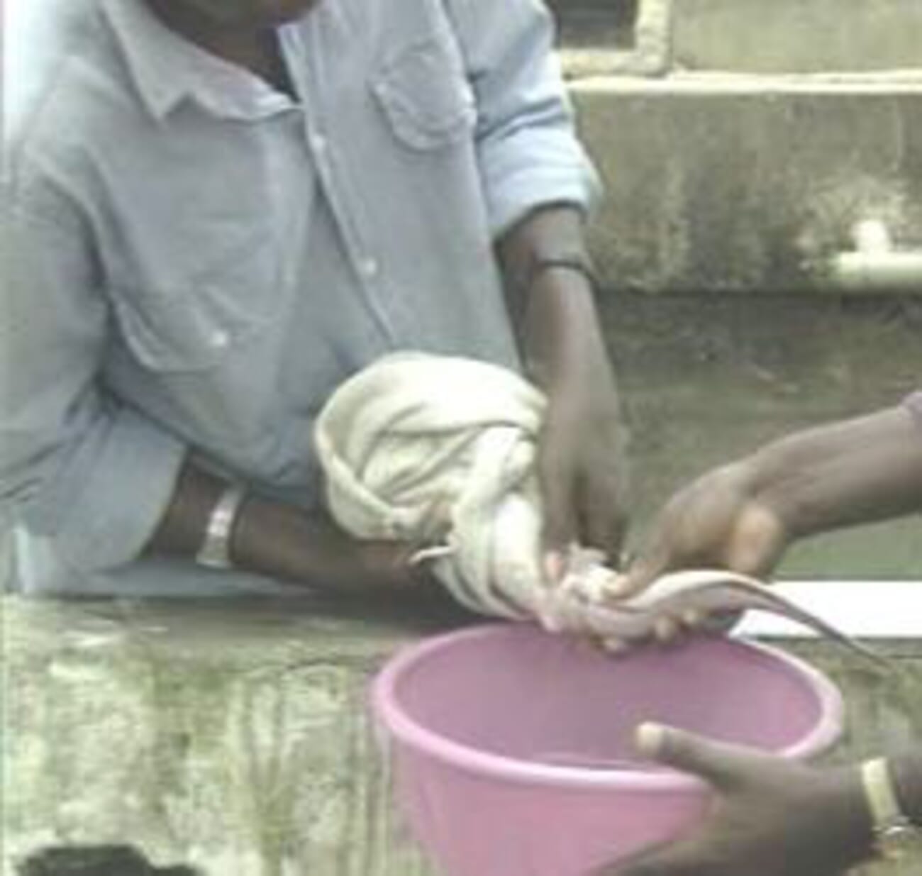 19 steps to efficient African catfish breeding | The Fish Site