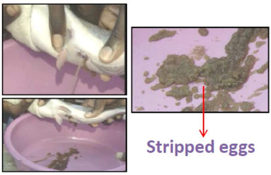 19 steps to efficient African catfish breeding | The Fish Site