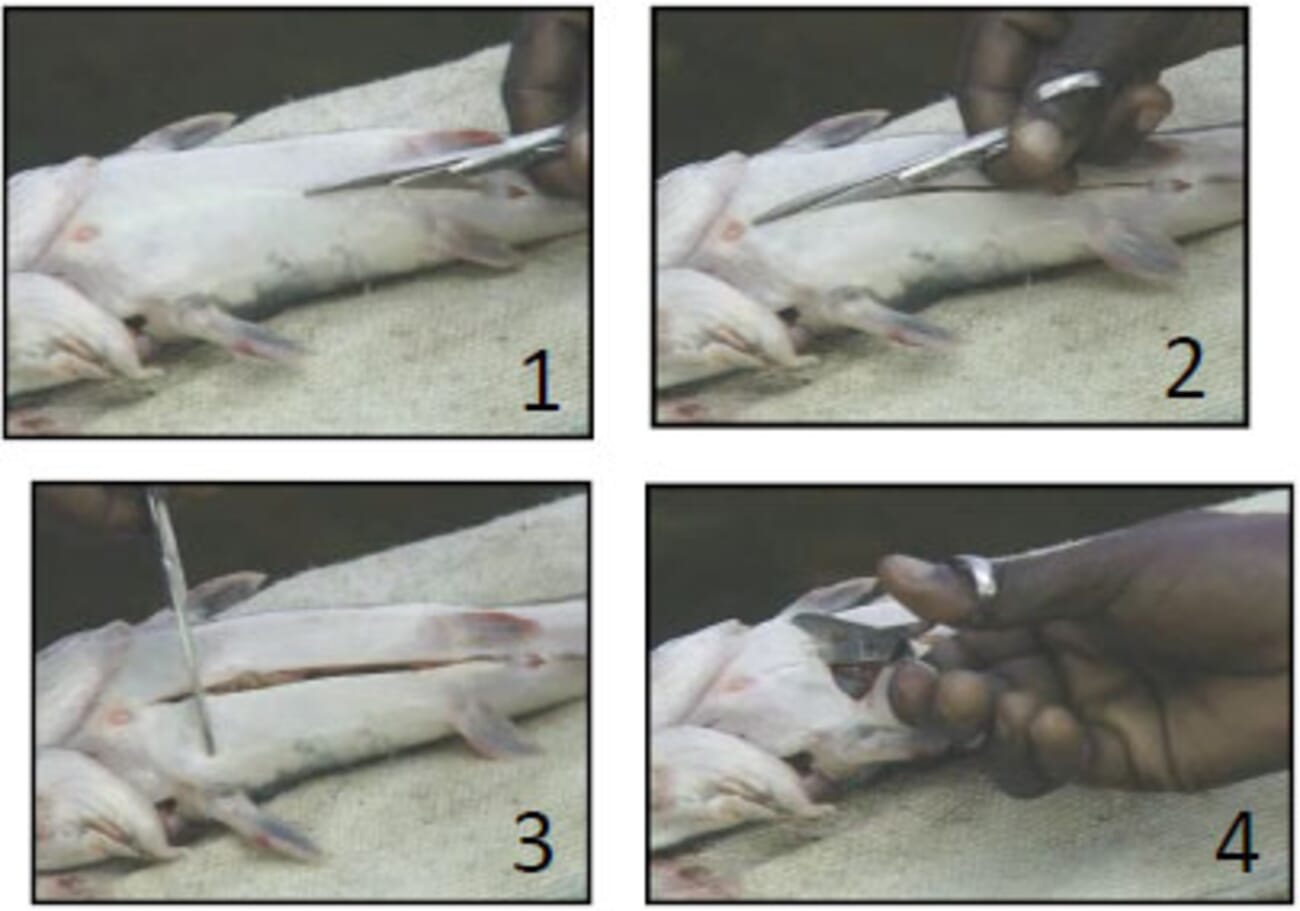 19 steps to efficient African catfish breeding | The Fish Site