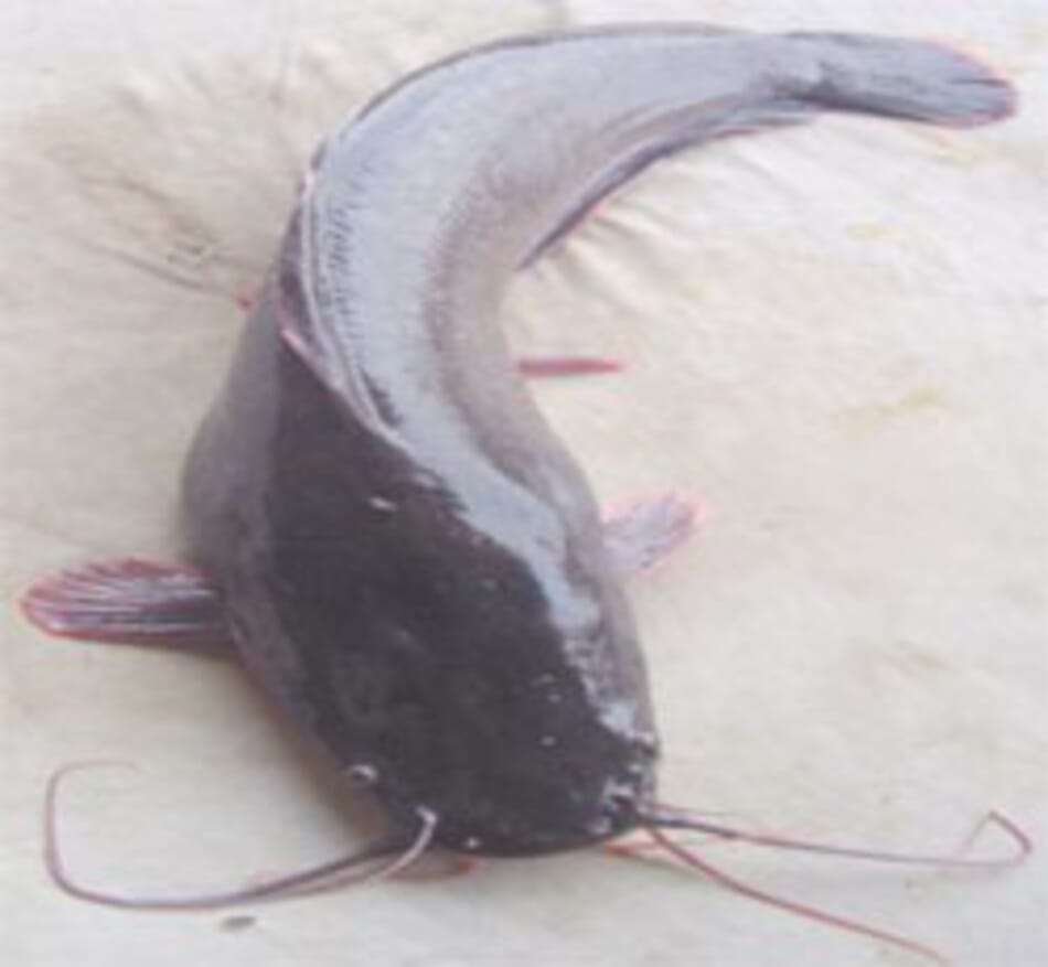 19 steps to efficient African catfish breeding | The Fish Site