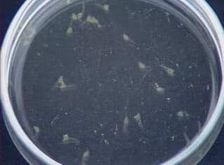 19 steps to efficient African catfish breeding | The Fish Site