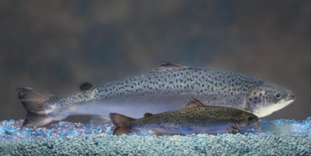 Genetically modified salmon: changing the future | The Fish Site