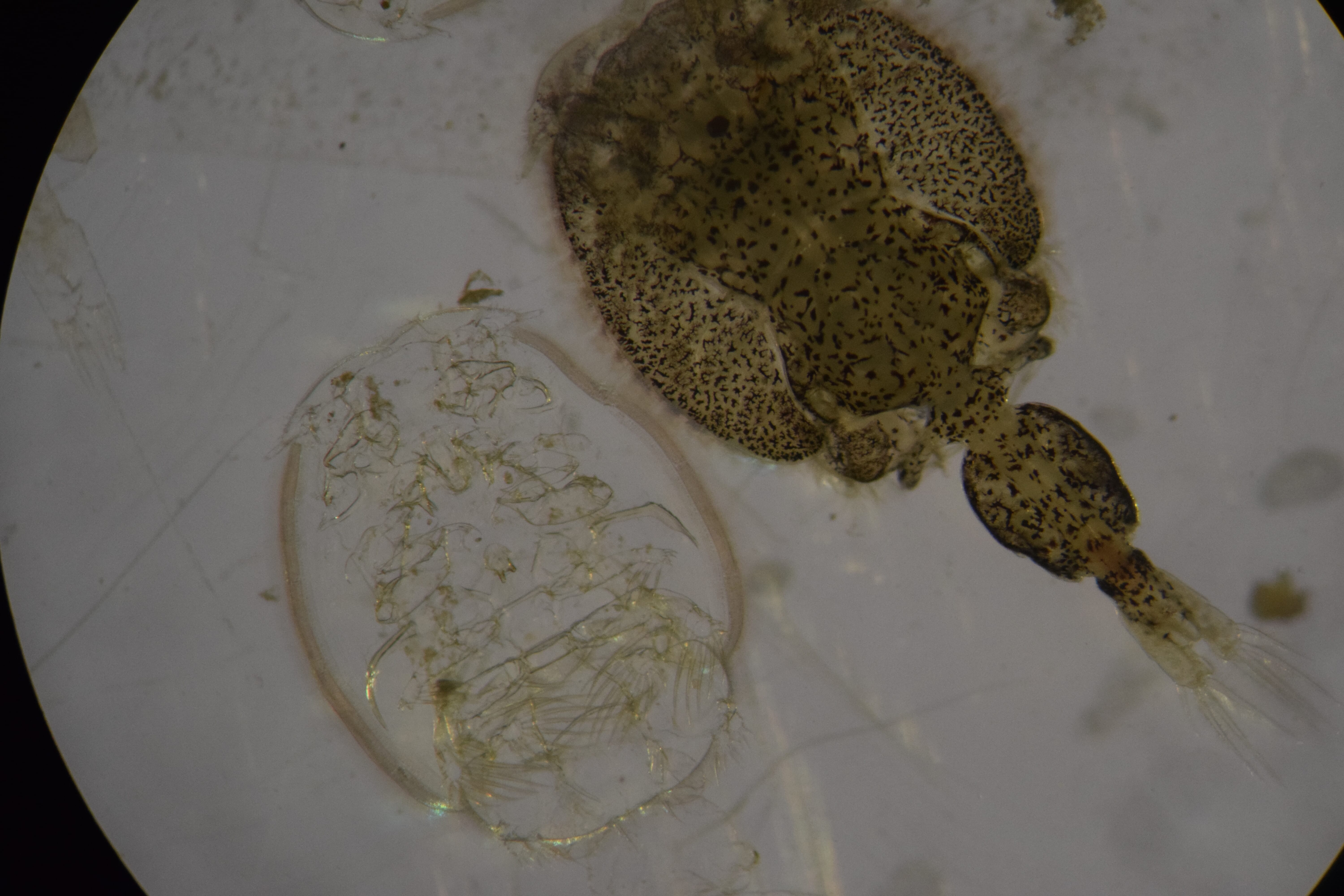 Report backs negative sea louse claims | The Fish Site