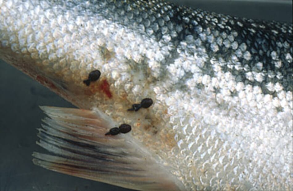 Sea lice | Disease guide | The Fish Site