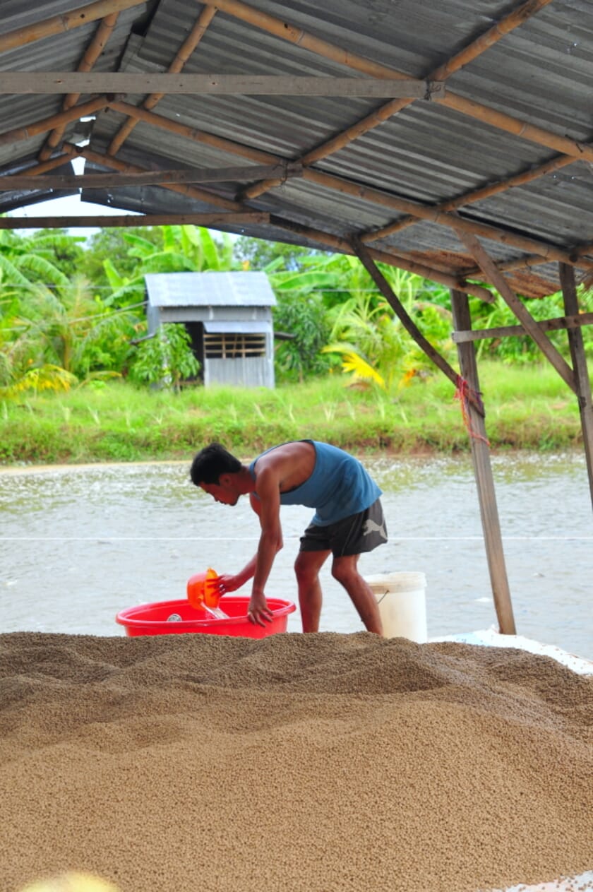 Pangasius farming: feed and nutrition | The Fish Site