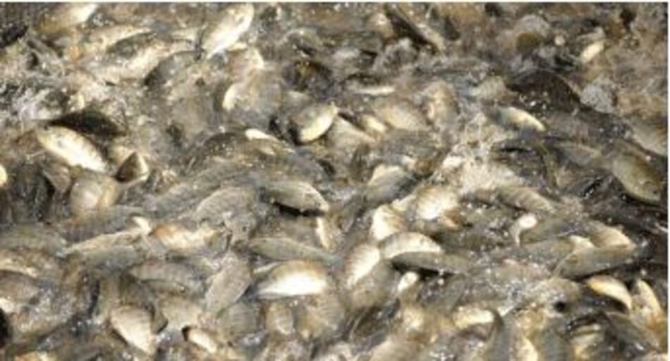 Pangasius farming: water quality and biosecurity | The Fish Site