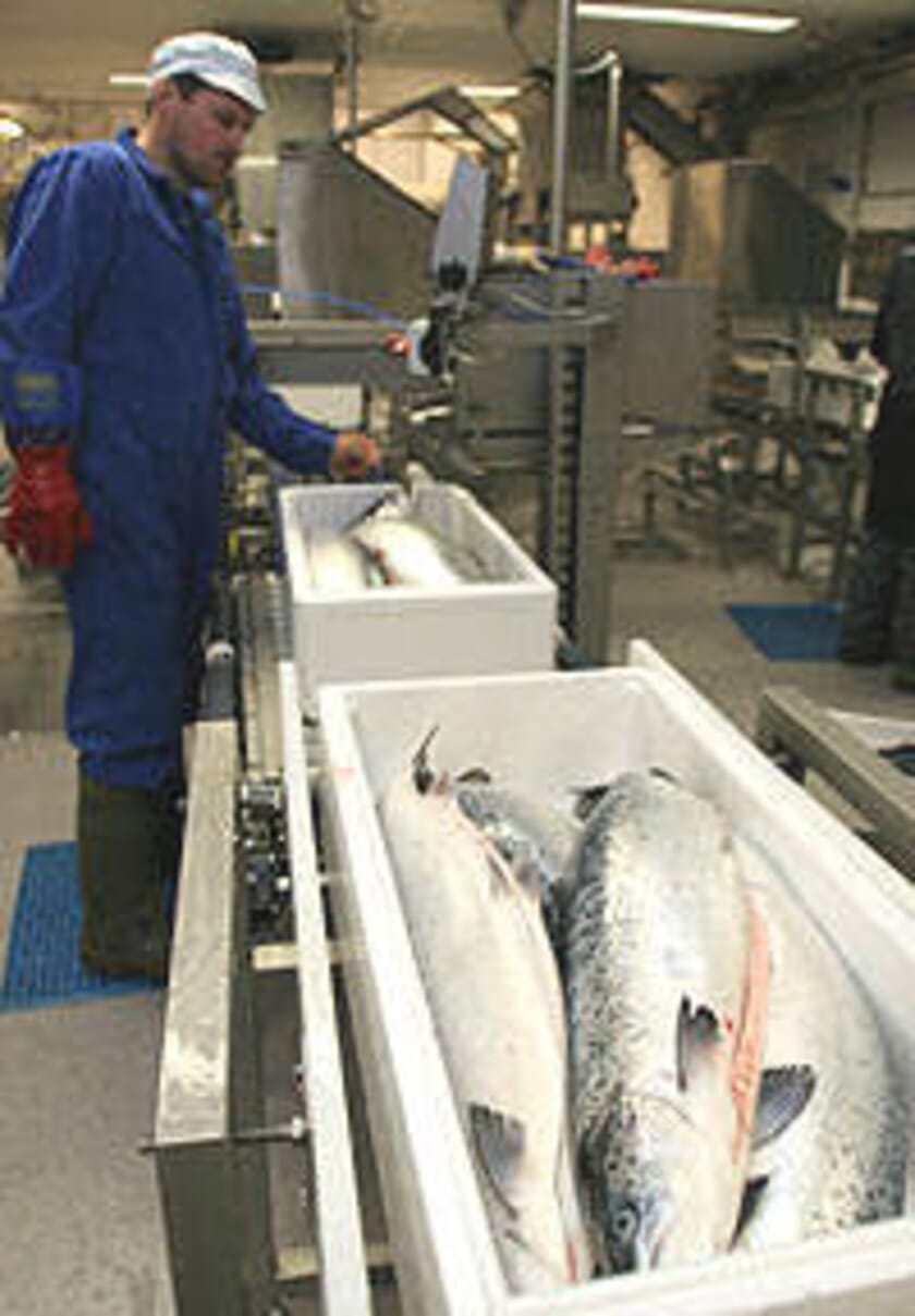 Improved traceability could boost global seafood profits by 60 percent ...