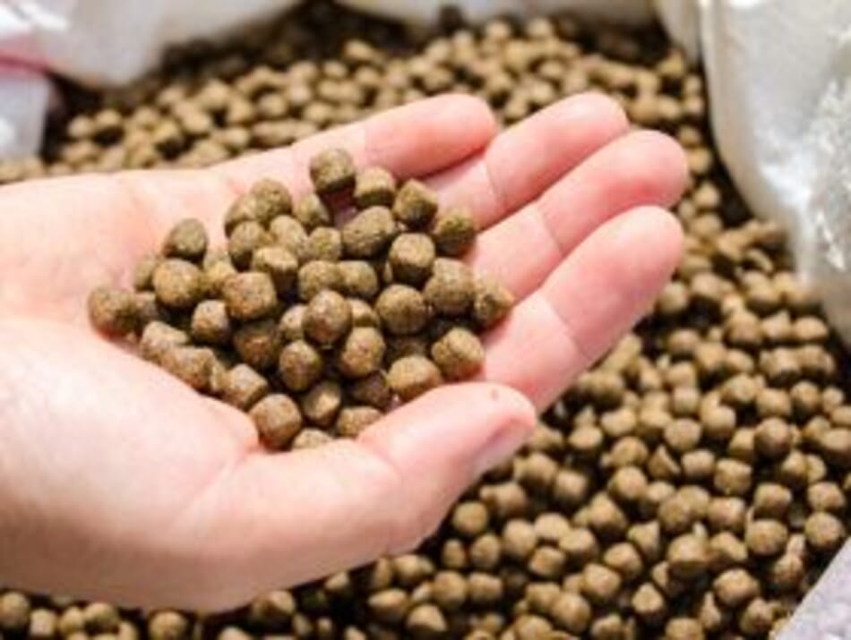 Salmon feed producers take action in Brazil to prevent deforestation ...