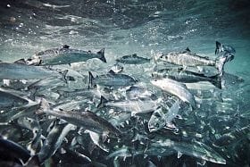 Farmed fish prioritised in animal welfare initiative | The Fish Site