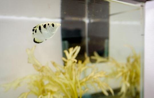 Sharp-Shooting Archerfish Prefer Close Targets | The Fish Site