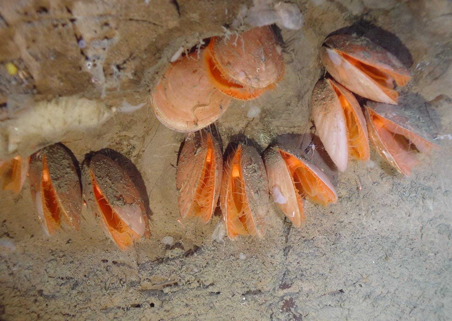 New Clam Species from Canada's Atlantic Coast Described | The Fish Site