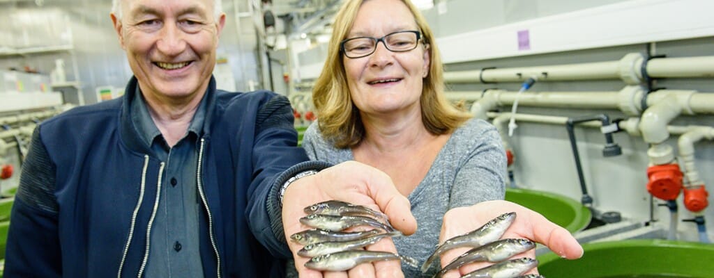 Nofima Reports Record Survival of Juvenile Cod | The Fish Site