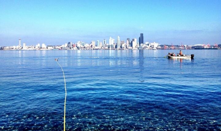 Young Salmon get Nutrition Boost from Elliott Bay Restored Beaches ...