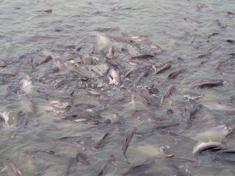 Vietnam Pangasius Exports to Saudi Arabia Rising | The Fish Site