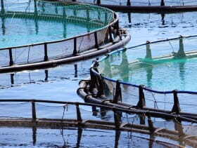 Japan Builds First Offshore Aqua-Farming System | The Fish Site