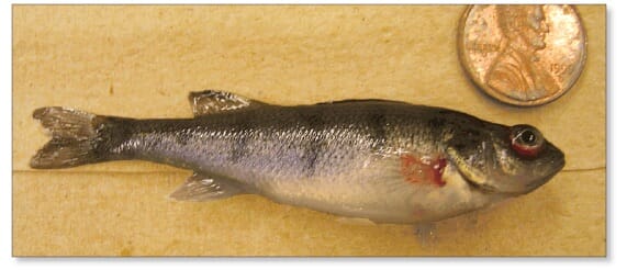 Deadly Fish Virus Still Present in Wisconsin Lake | The Fish Site