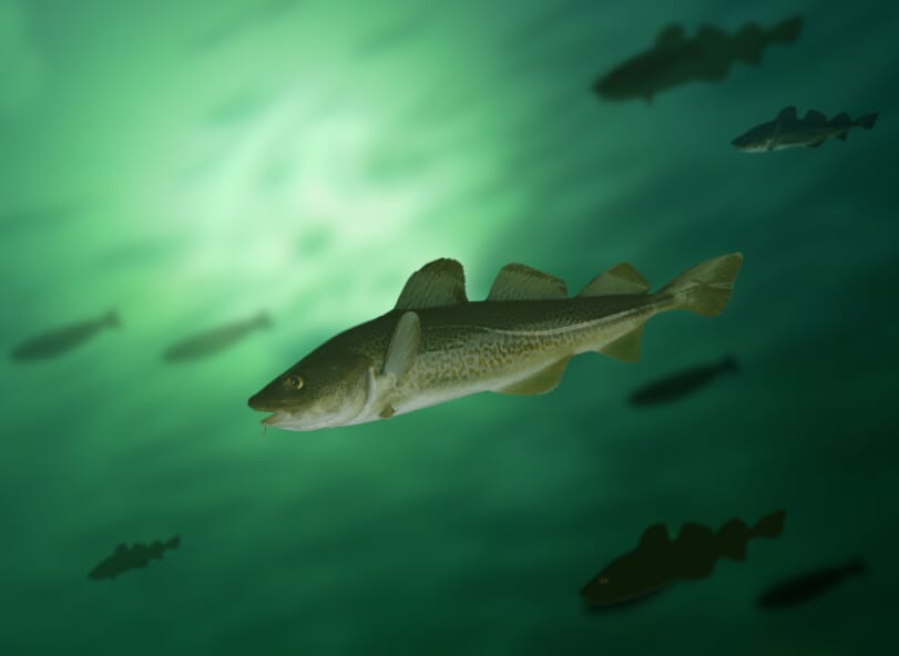 Marine Protected Areas Increase Survival of Atlantic Cod | The Fish Site