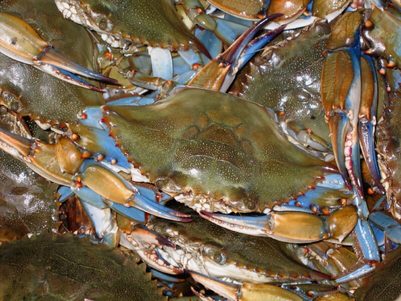 New Partnership to Improve Blue Swimming Crab Sustainability | The Fish ...