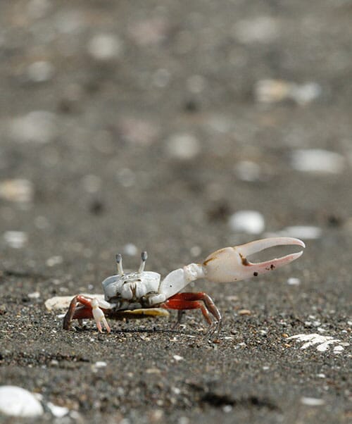 Polarization Vision Helps Fiddler Identify Rivals | The Fish Site