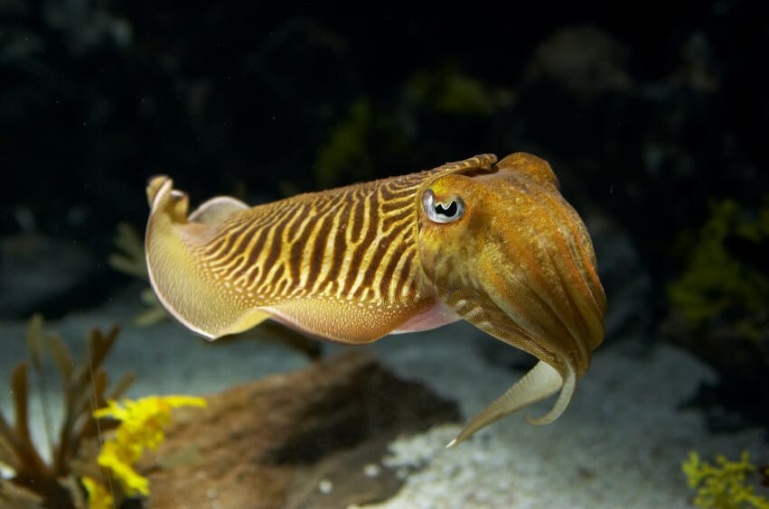 Camouflaged Cuttlefish Employ Electrical Stealth | The Fish Site
