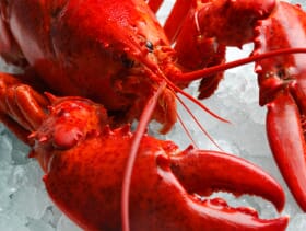 11 Lobster Facts That Will Leave You Shell-Shocked | The Fish Site