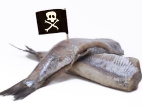 Fish Laundering Places Pirate Fish on Our Plates | The Fish Site