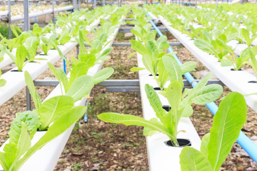 US Firm to Develop Aquaponics Project in Ghana | The Fish Site